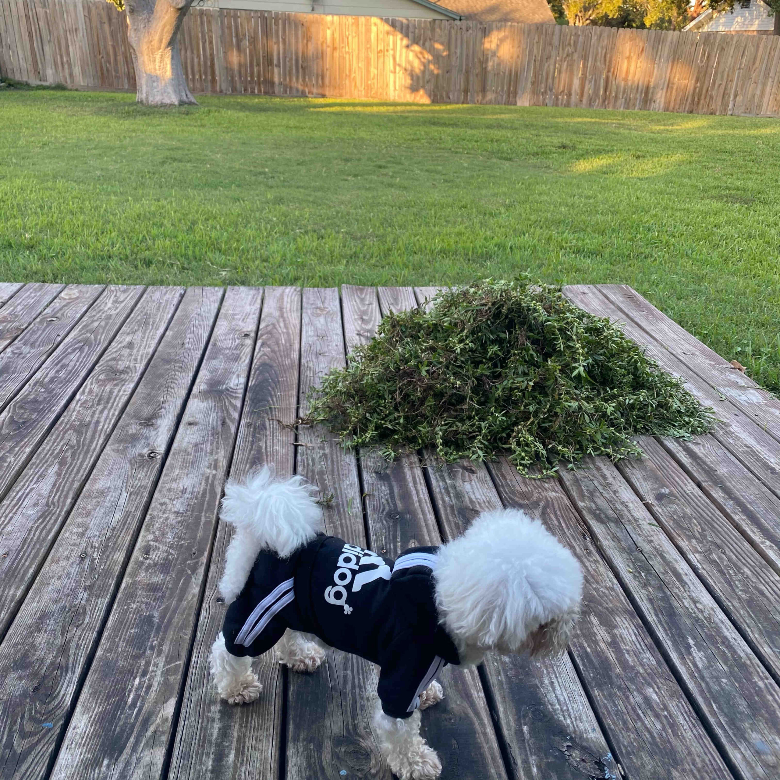 Get Rid of Virginia Buttonweed - Kiss the Lawn - Soil First!Kiss the ...